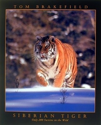 Snow Animal Siberian Tiger in Wildlife Wall Decor Art Print Poster ...