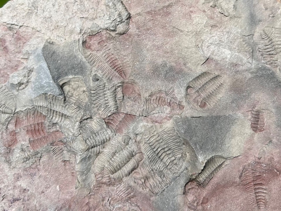 SUPERB Trilobite Fossil Mortality Death Plate Morocco 40 Trilobites ...