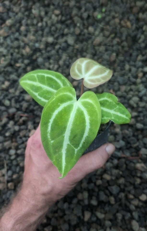 Anthurium NoID ~ Aroid | eBay Australia