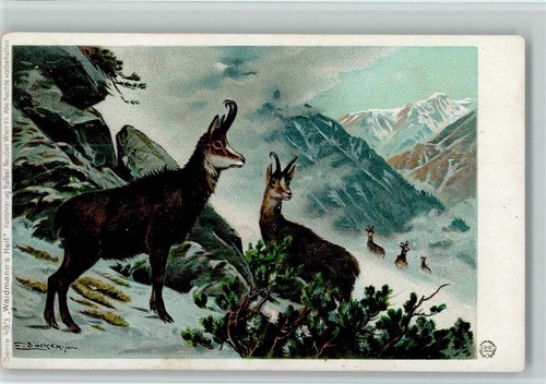 10170432 - Serie 49/3 Waidmannsheil - Bergtiere AK Doecker, E. 1900 ...