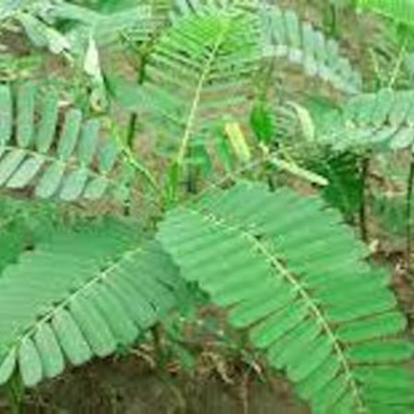 10 Sesbania grandiflora / Agati / Kathurumurunga /Hummingbird tree send ...