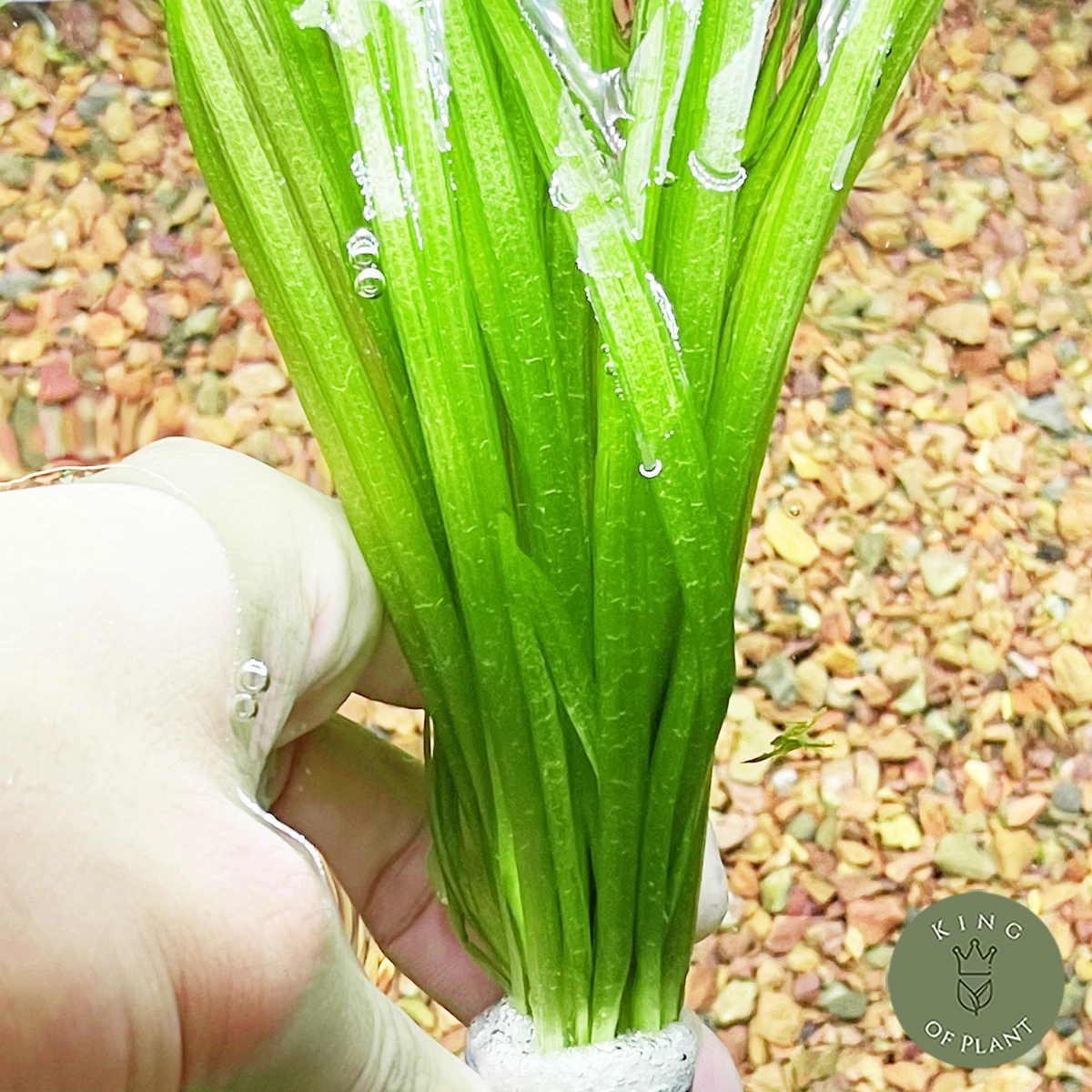 Vallisneria Spiralis Italian