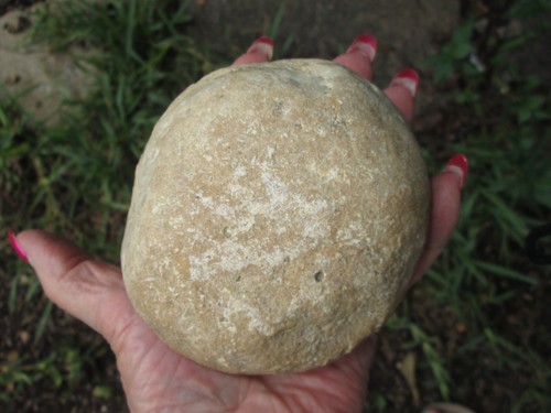 LAKE WACO 1980 Texas Fossil Echinoid Holaster Simplex Cretaceous Age 2 ...