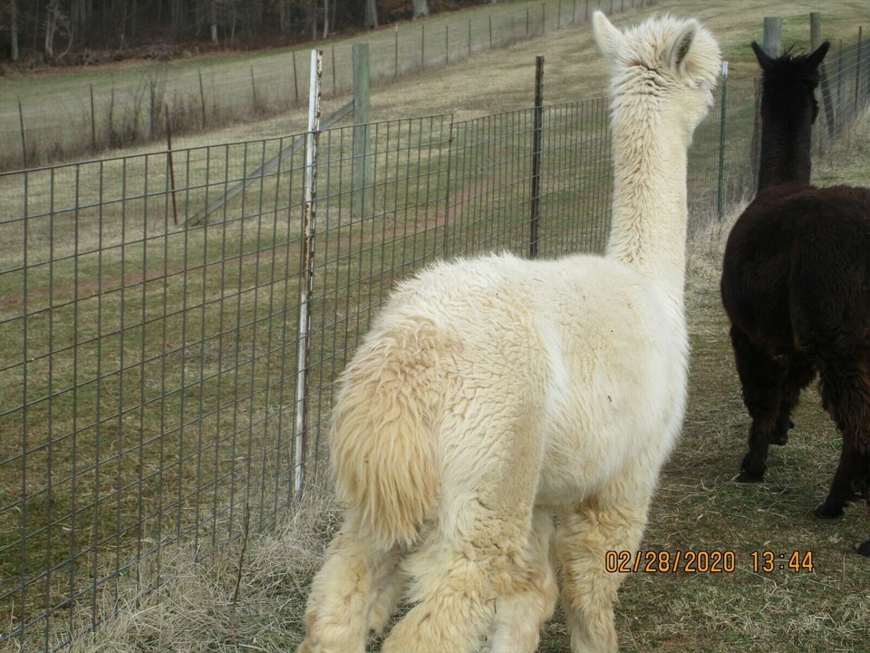 Alpaca White Washed Alpaca Roving from Sarah - Free Shipping | eBay