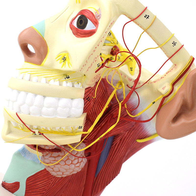 Nerves of Head Skull and five sense organs cosmetic plastic nerve model ...