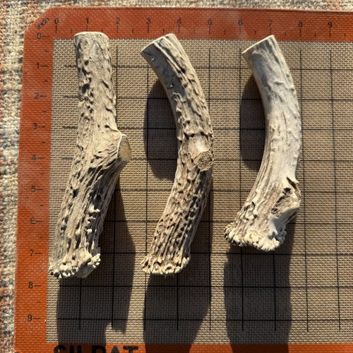 Whitetail Deer Antler Knife Base Blanks Sheds Craft Taxidermy Texas ...