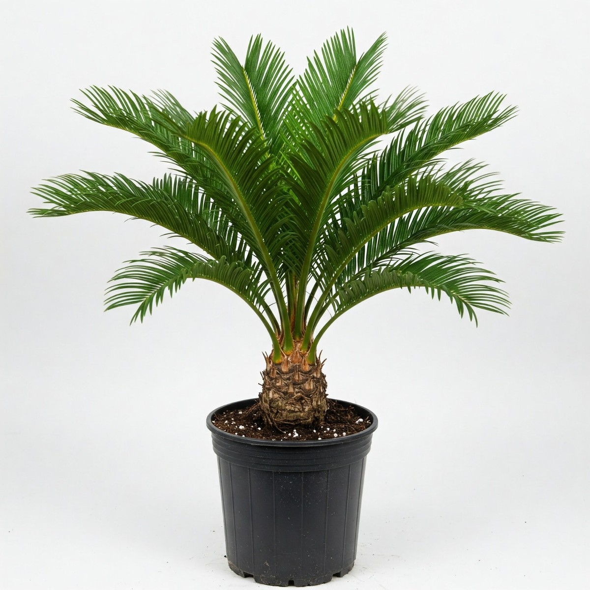Queen Sago Palm