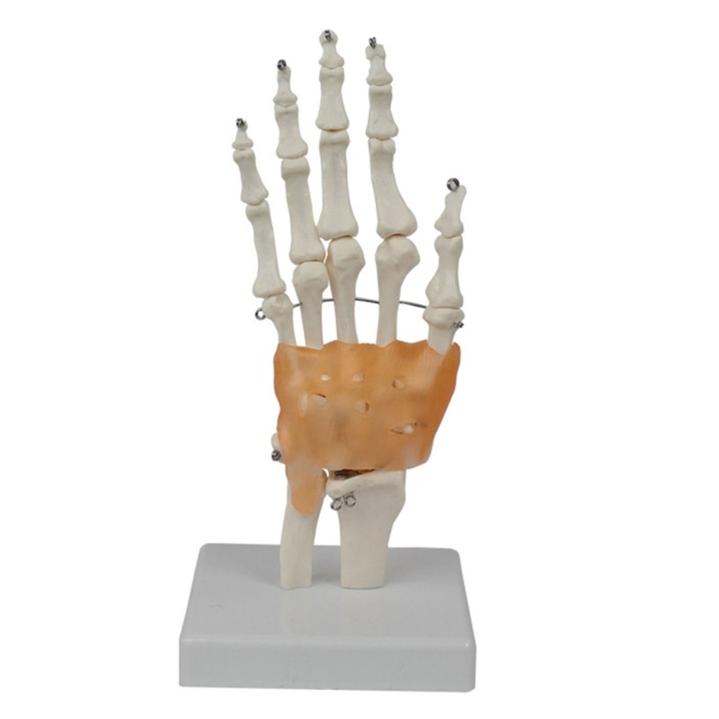 Movable Hand Joint Model Medicals Teaching Tool Durability PVC Anatomy ...