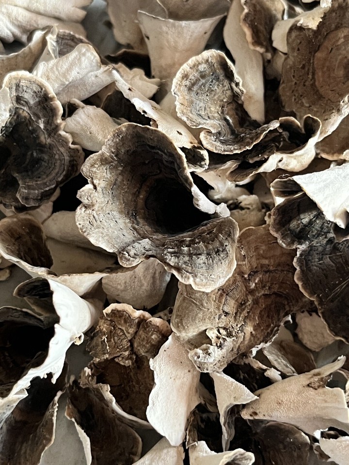 Dried Turkey Tail. Trametes versicolor) (50 grams) | eBay