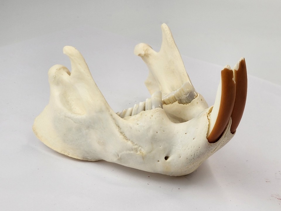 Real North American Beaver Skull - Extra Large - Castor canadensis ...