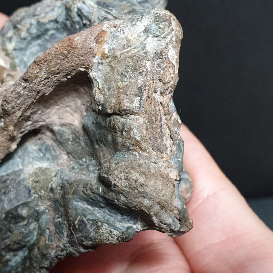 Extremely Rare Synapsid Diictodon Skull Bone Fossil South Africa ...