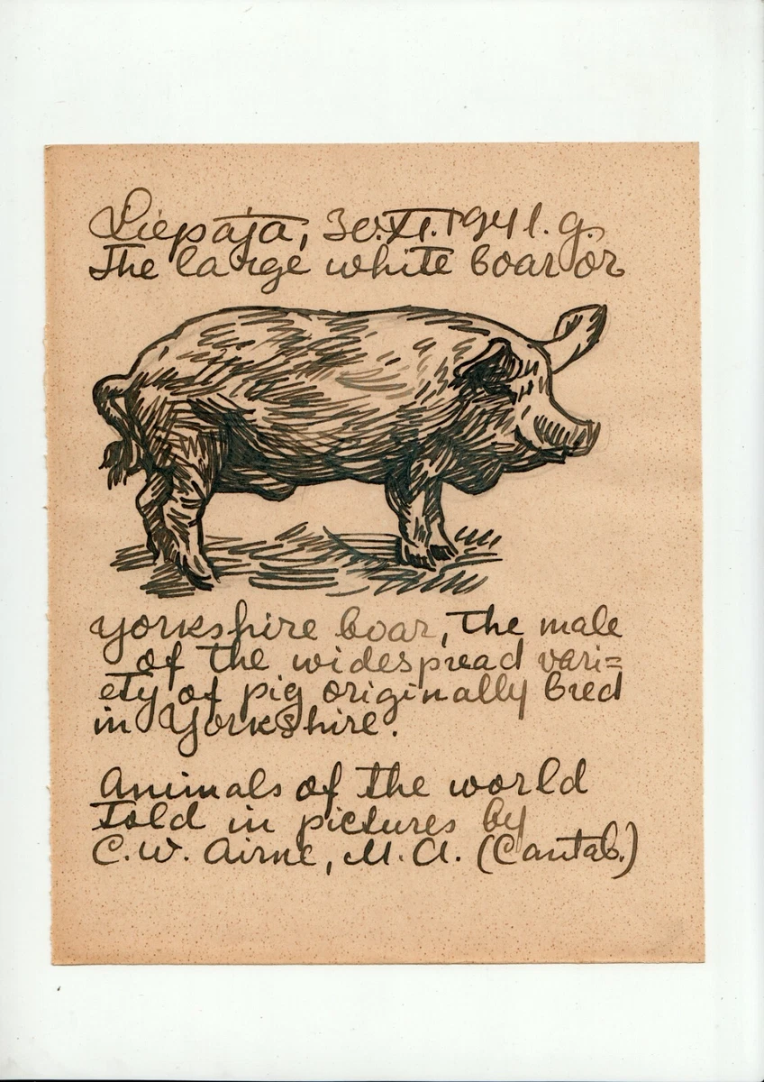 Russian Boar Drawing