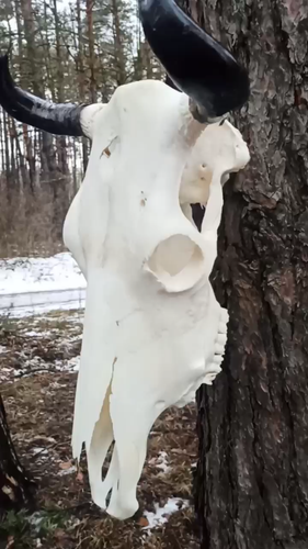 Real Domestic Goat Skull with Horns and the jaw. Unique Gift for ...