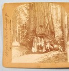 Stereoview Keystone View Co 5006 Wawona Tree Mariposa Grove Yosemite ...
