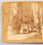 Stereoview Keystone View Co 5006 Wawona Tree Mariposa Grove Yosemite ...
