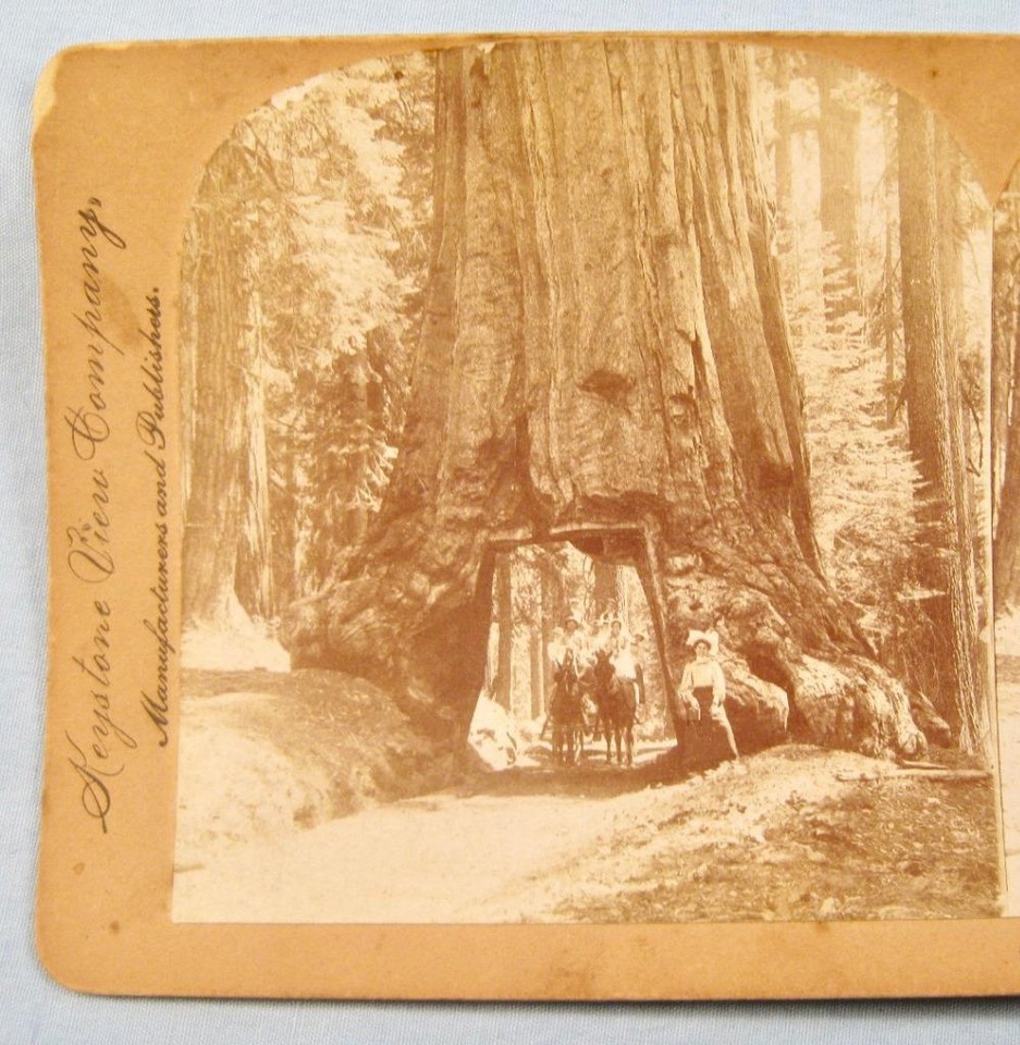 Stereoview Keystone View Co 5006 Wawona Tree Mariposa Grove Yosemite ...