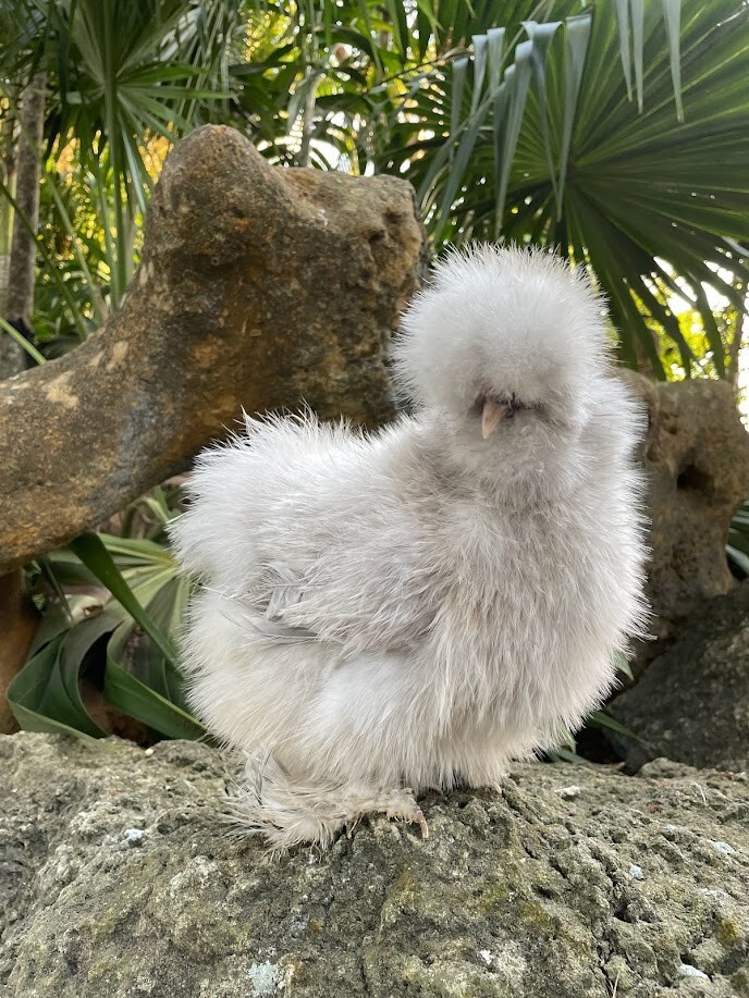 (6) RARE Self Blue / Lavender Silkie Hatching Eggs - Showgirls and ...