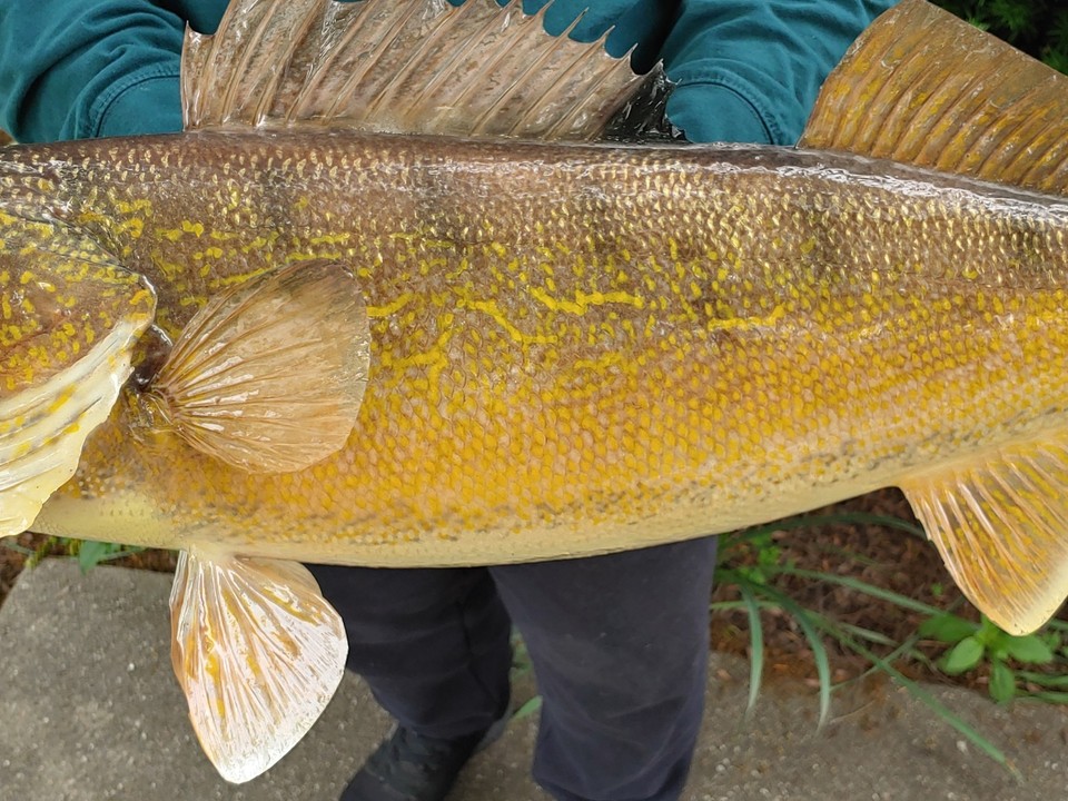 VTG REAL FISH TAXIDERMY 31" Walleye WALL MOUNT By Lax 12lbs WI Phelps ...