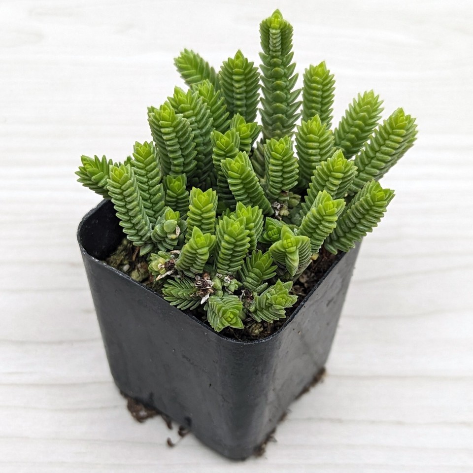 Succulent Live Plant - Crassula Imperialis : Giant Watch Chain - In 2 ...