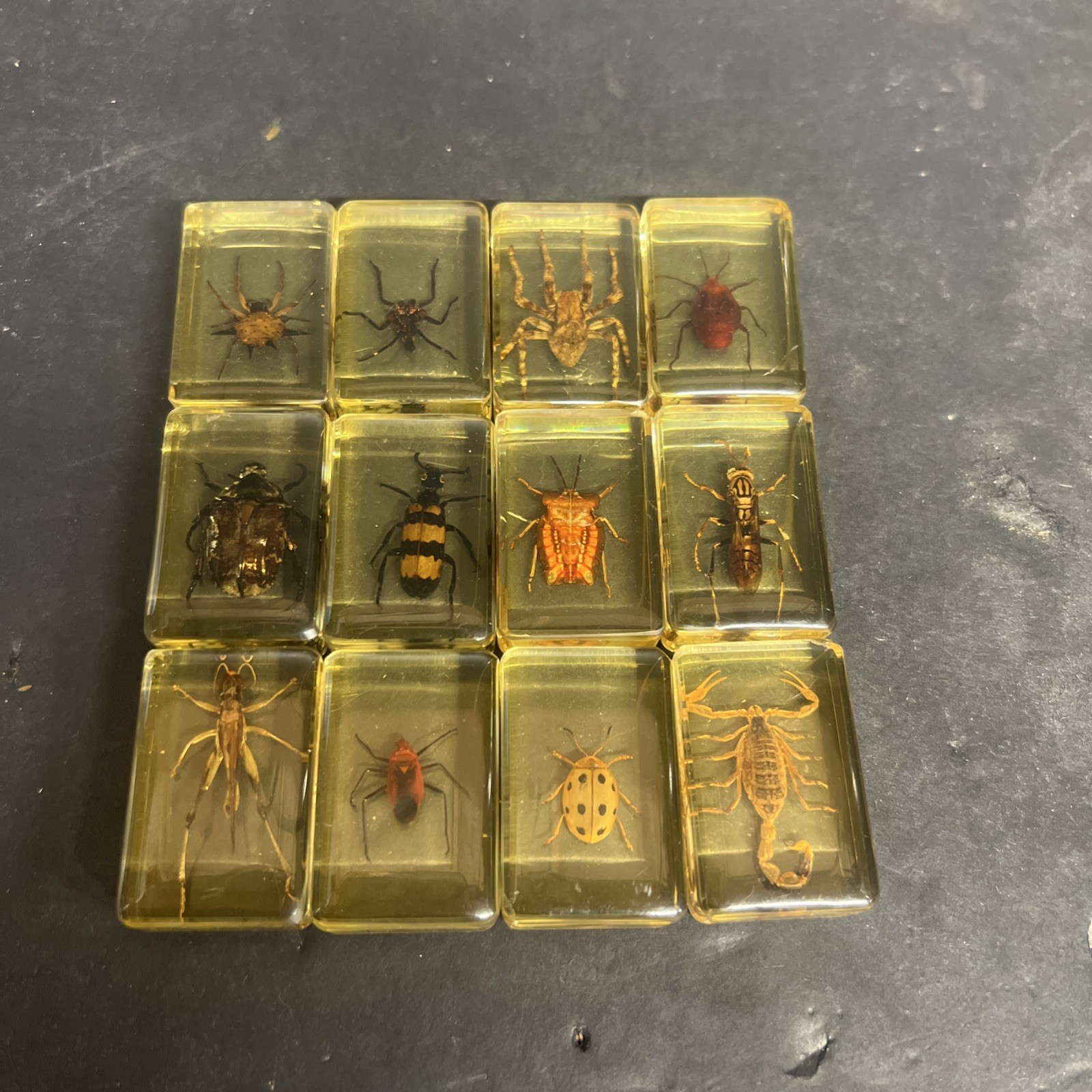 Vintage Insect Bugs in acrylic Lucite resin block Set Of 12 | eBay