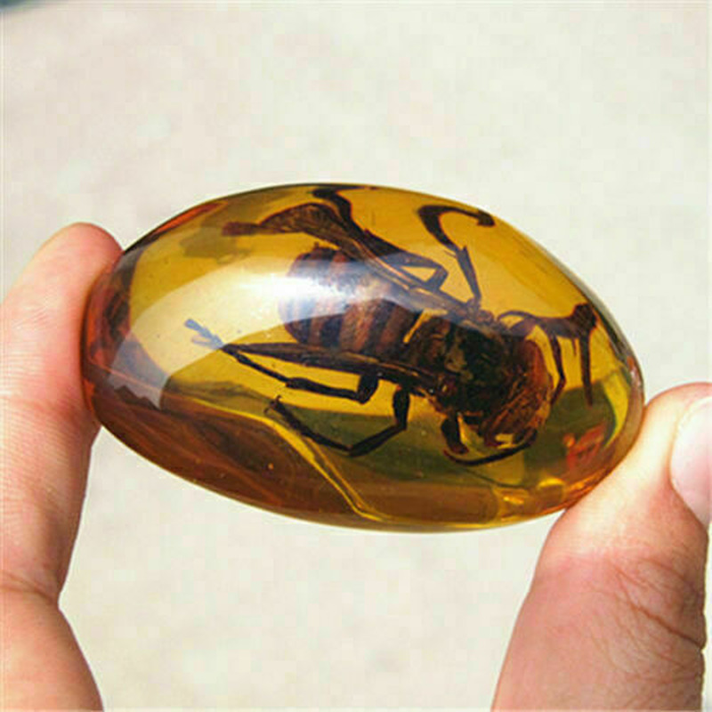 Amber Bee Beautiful Amber Hornet Fossil Insects Manual Polishing ...