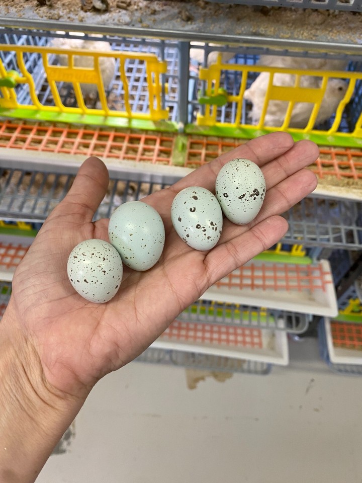 20-Celadon (100% True Blue) & Jumbo Pearl Fee Coturnix Quail Hatching ...