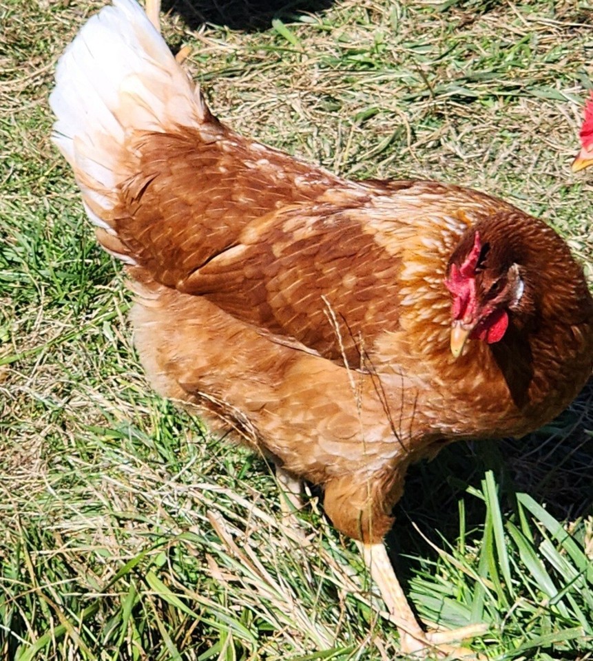 10 Barnyard Mix Chicken Hatching Eggs, Rhode Island Red, Legbars ...