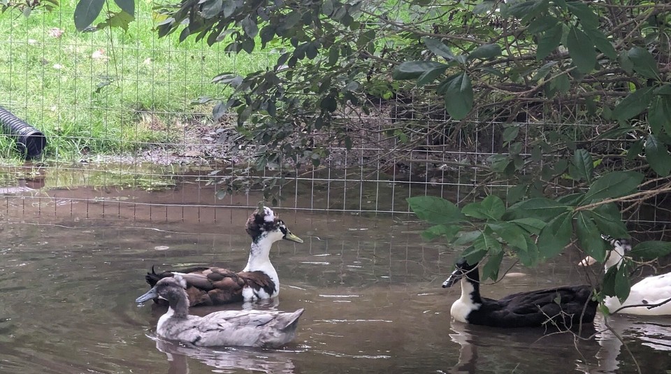 6 Fertile And Fresh Crested Duck Hatching Eggs | eBay