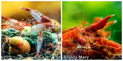 (COMBO)10+1 Red Rili & 10+1 Blood Mary Freshwater Neocaridina Aquarium ...