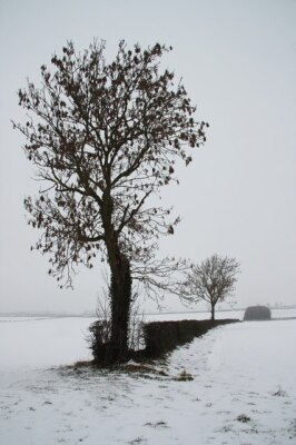 Photo 6x4 Coleby Heath Boothby Graffoe Hedgeline in the snow on Coleby ...