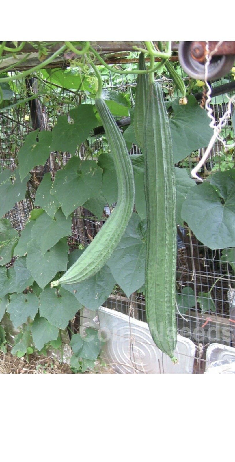 5 Seeds of " Angled Luffa " Loofah, Sin Qua, See Gwa, Silk Squash ...