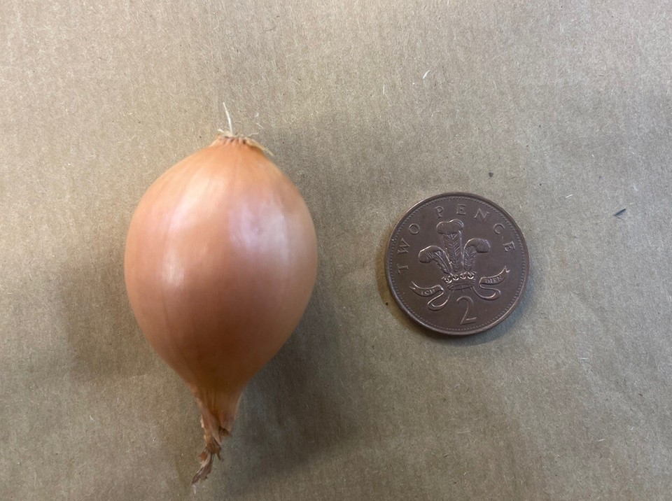 Pickling Onion - Extra Large Fresh Pickling Onions - 1kg - Quality New ...