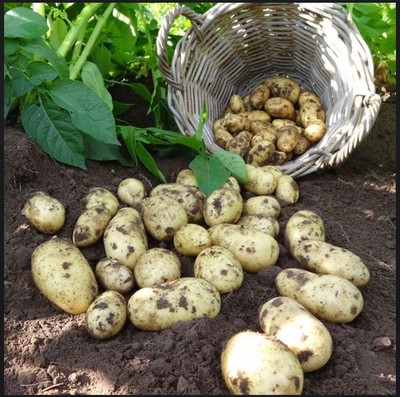 Sagitta Seed Potatoes, Famous Certified Seed Potatoes - For Planting ...