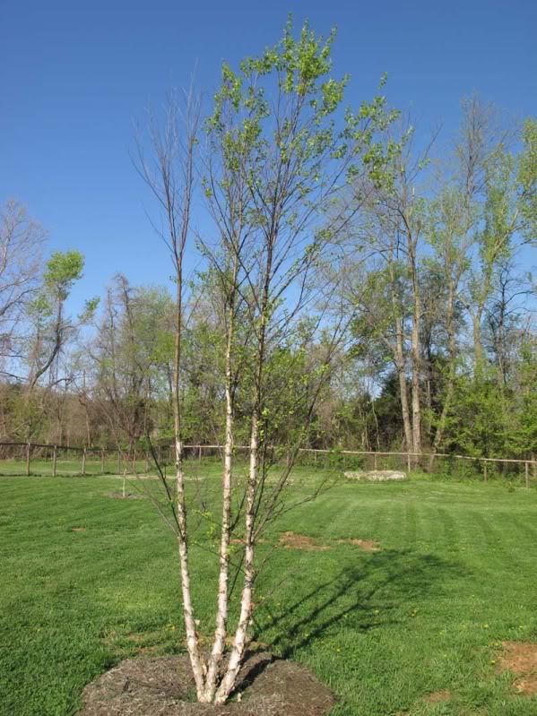 River Birch multi-stem clump tree qt pot (betulanigra) | eBay