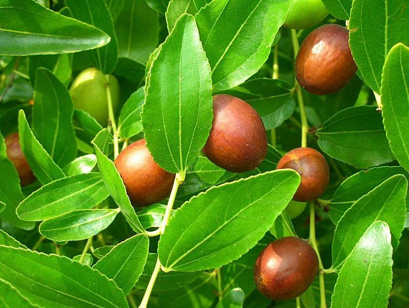 Chinese Date, Ziziphus jujube, Tree Seeds (Showy, Edible, Hardy, Fast ...