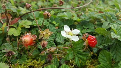 Himalayan Creeping Bramble, Rubus nepalensis, 9cm Pot - Grown in Wales ...