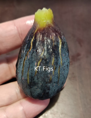 Picone Black Fig tree cuttings x2 | eBay Australia