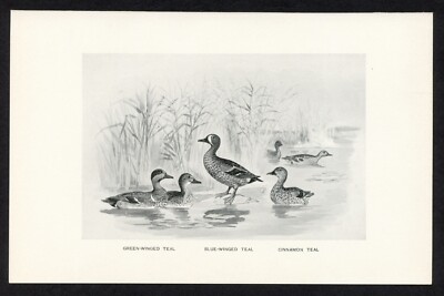 Teals waterfowl ducks, American game bird illustration, 1898 hunting ...