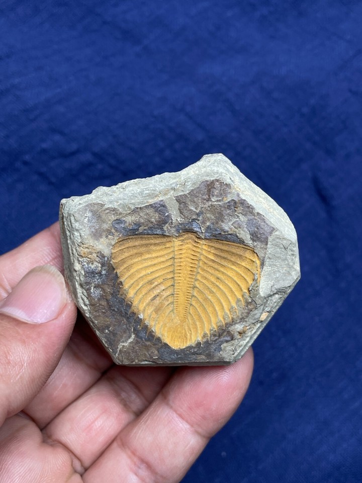 A pair natural Silurian period Coronocephalus Trilobite tail specimen ...