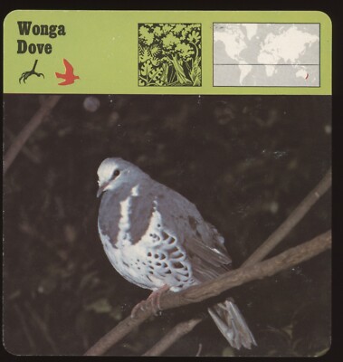 Wonga Dove Safari Cards Rencontre Birds | eBay