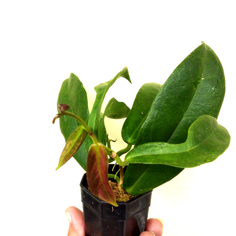 Hoya subcalva ( grape fragrance ) 8-15 inchs well rooted. | eBay