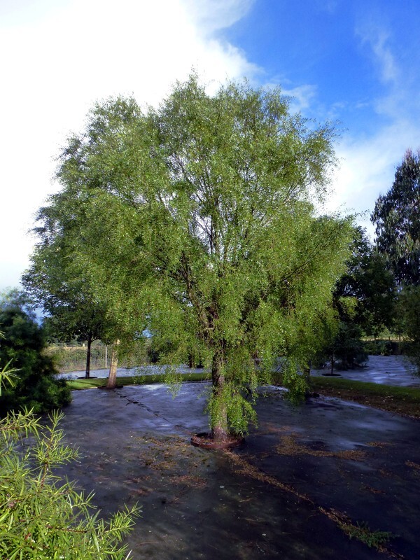 Mayten "Weeping Green Shower" Tree Seeds (Maytenus boaria) Rare Willow ...