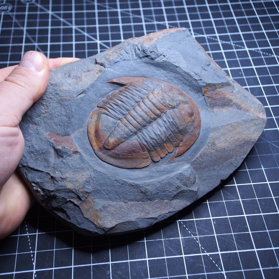 90 mm Trilobite Asaphellus tataensis Ordovician fosilies fossils ...