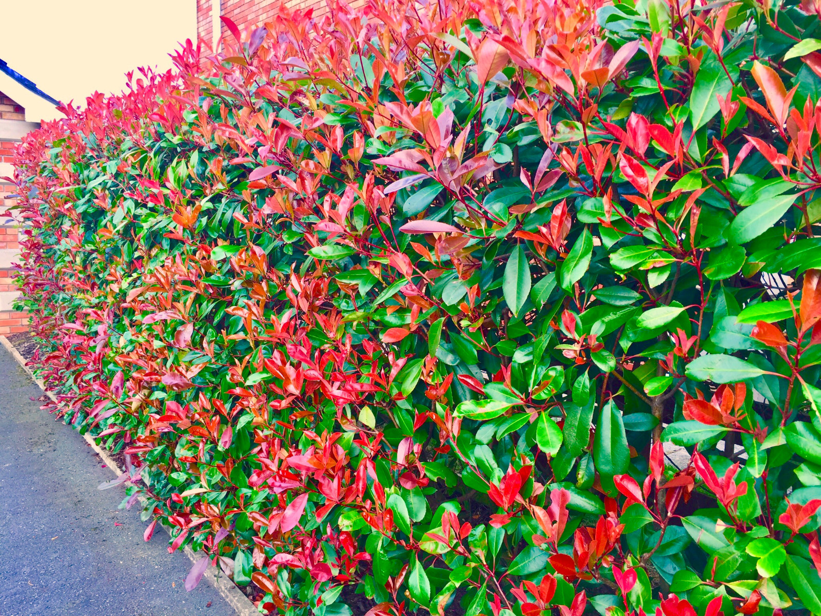 15 Red Robin Hedging Photinia Evergreen Plants Fast Growing 25-30cm ...