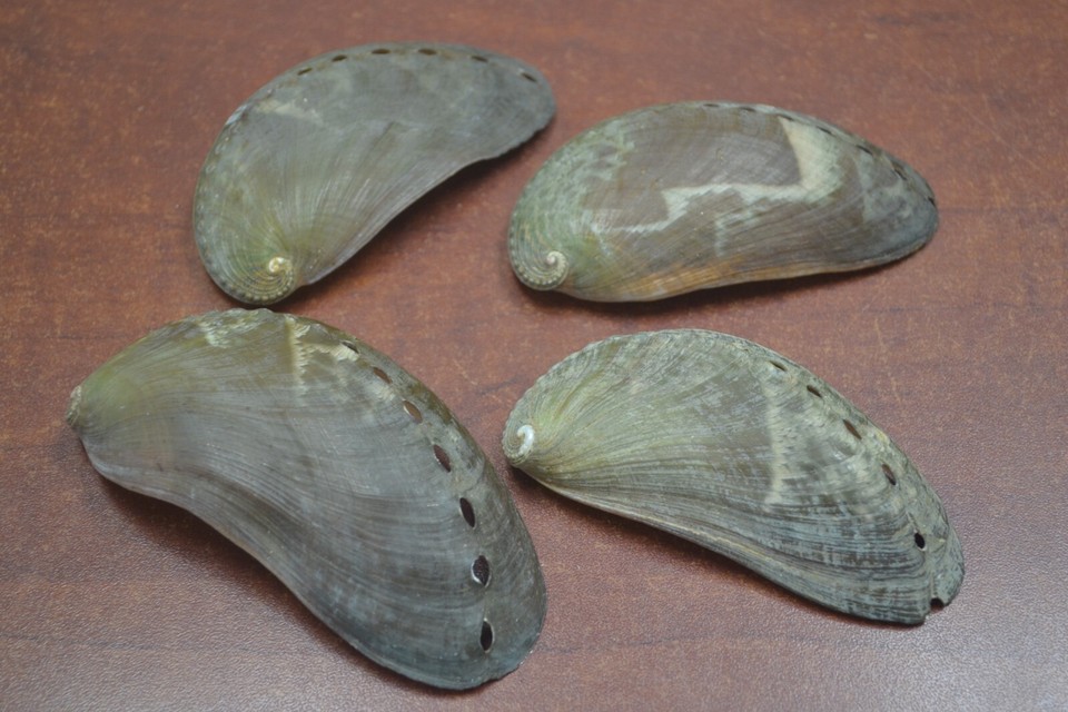 4 PCS MINI GREEN ABALONE SEA SHELL (ONE SIDE POLISHED) 3" - 4" | eBay