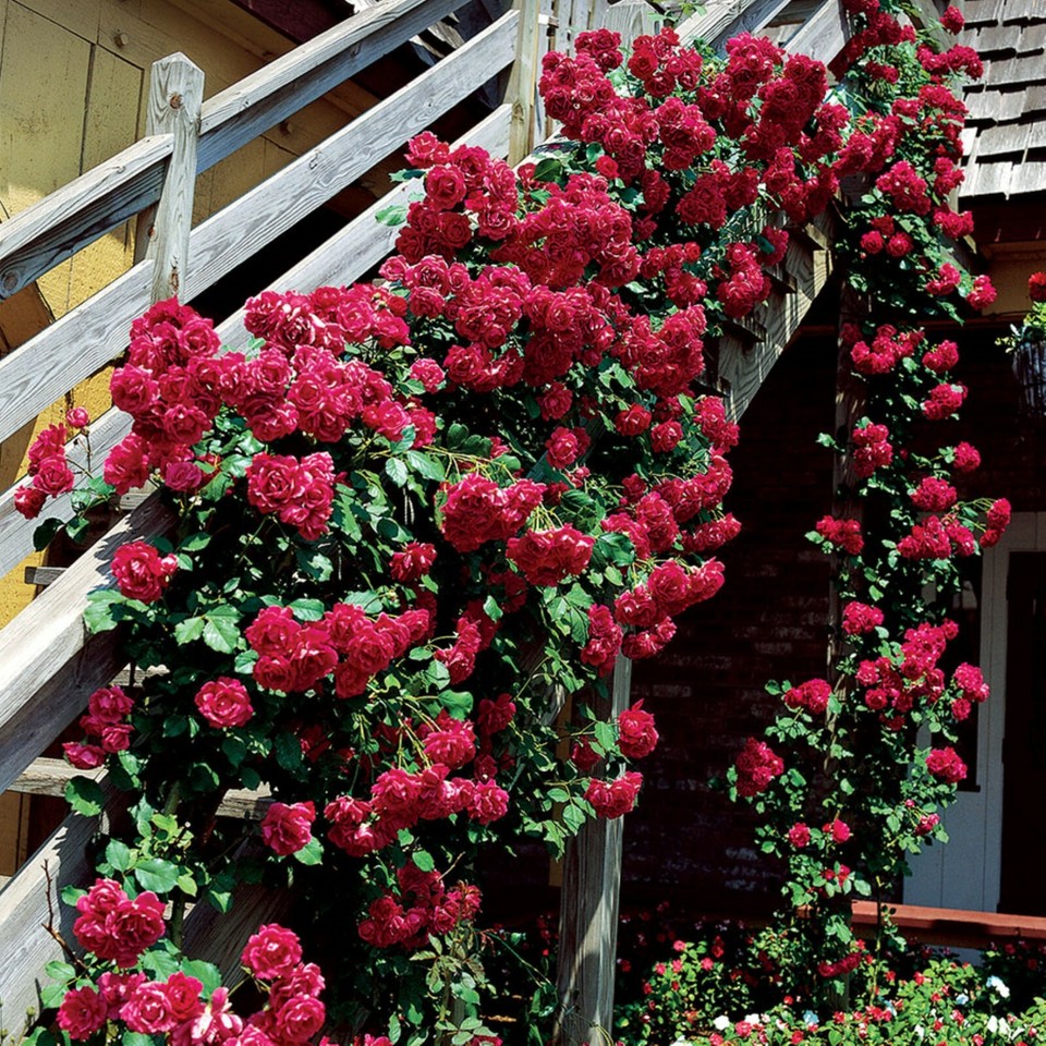 ⭐10000+ ROSES flower rose plant seeds fresh live plant rose plant ...