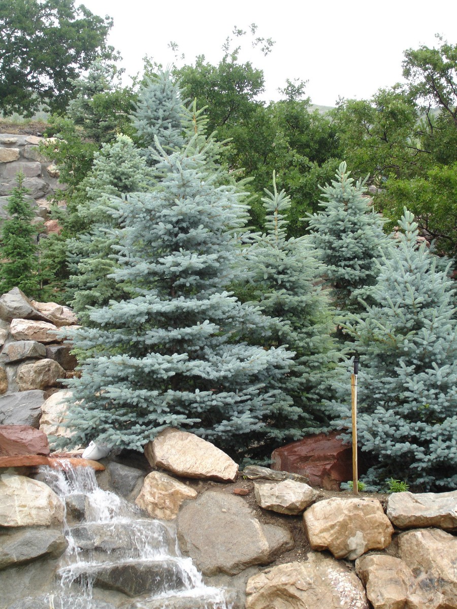 Landscaping Ideas With Blue Spruce Trees COLORADO BLUE SPRUCE TREE