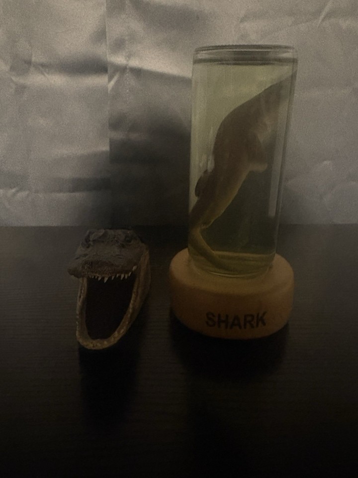 Alligator Head Real Gator, Small 6-inch Baby Shark In A Jar | eBay