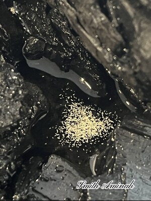 50+ "Tropical White" Springtails (Collembola) Live Food- Reptiles, Fish ...