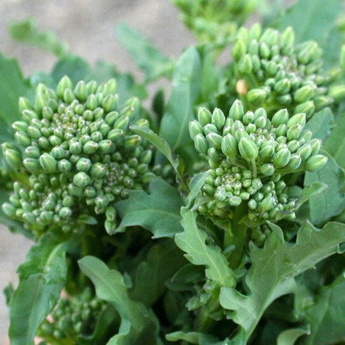 Broccoli Raab Seeds 300+ Spring Rapini Vegetable NON-GMO HEIRLOOM FREE ...